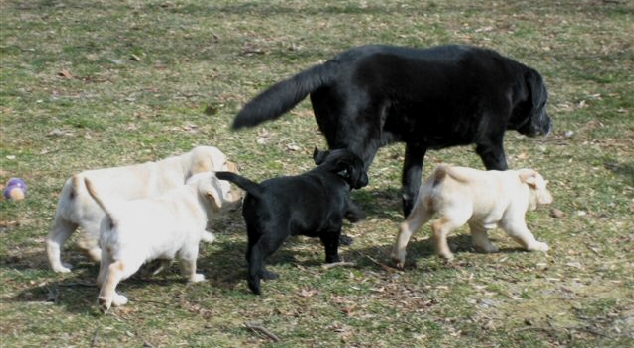 Labrador Retriever Information